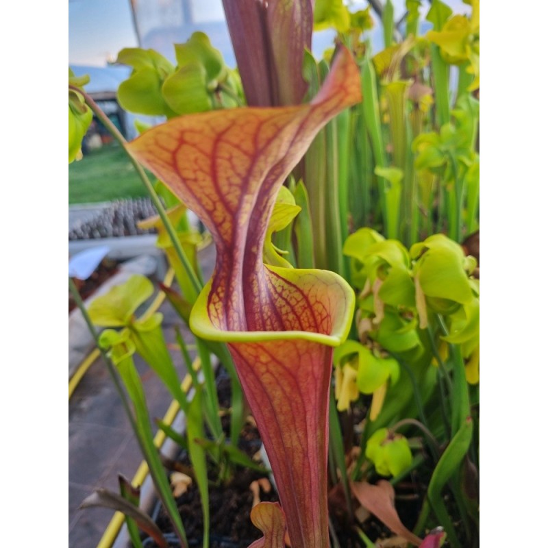 Plantes carnivores - Sarracenia flava var. atropurpurea 'All red form'